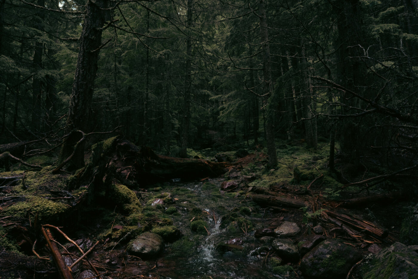 Pablo Berron | Cinematographer